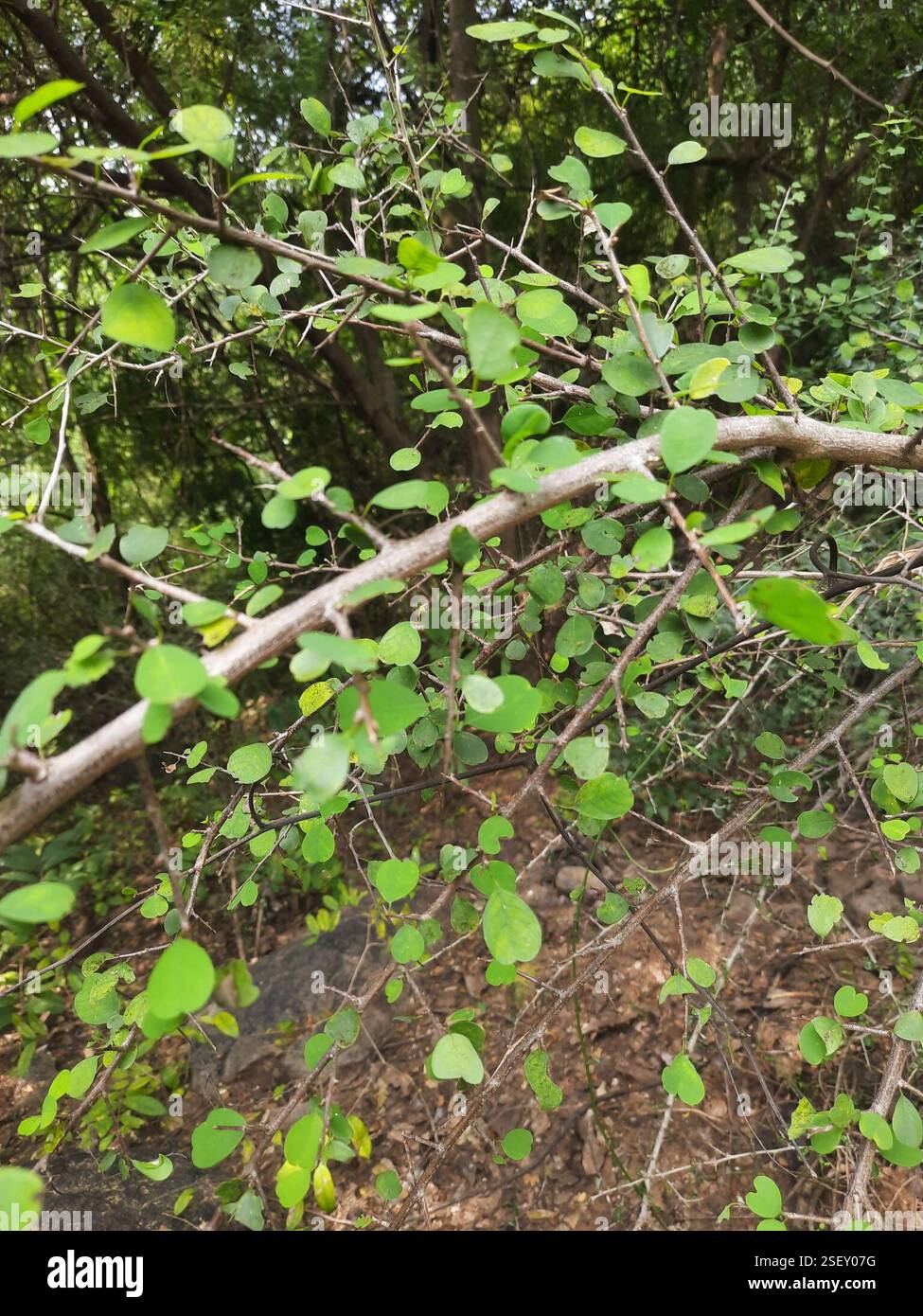 Flueggea leucopyrus hi-res stock photography and images - Alamy
