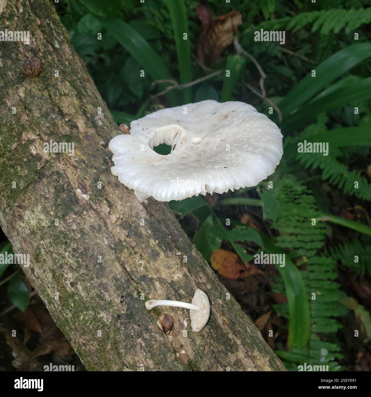 (Oudemansiella canarii), Fungi, Parque Nacional Cahuita, CR-LI-TA, CR ...