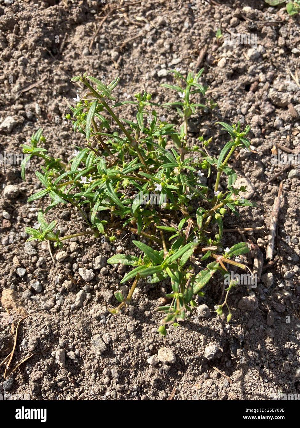 Old World Diamond Flower (Oldenlandia corymbosa), Plantae, Saint Peter ...