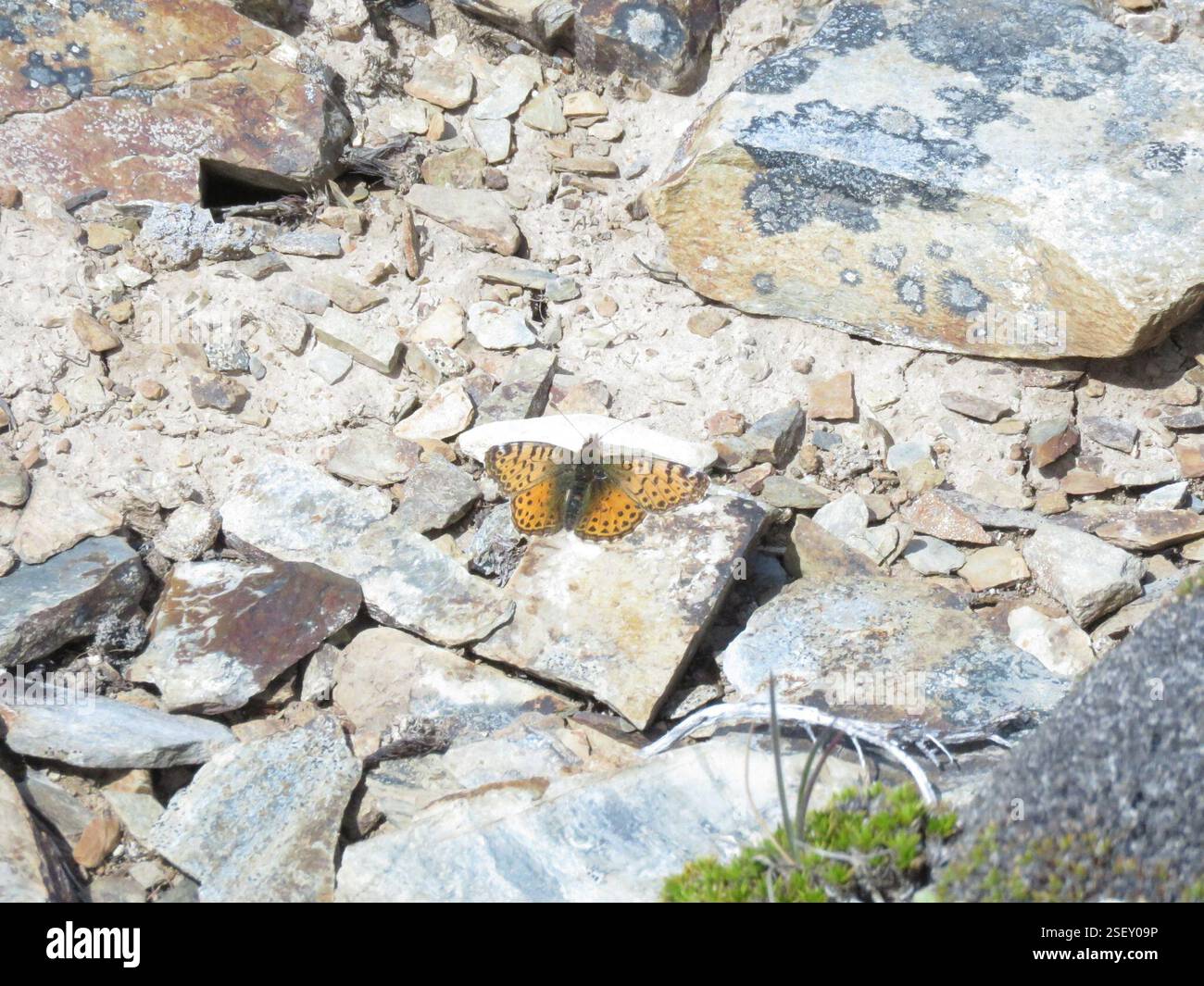 Cytheris Fritillary (Yramea cytheris), Insecta, Cerro Cortez Stock ...