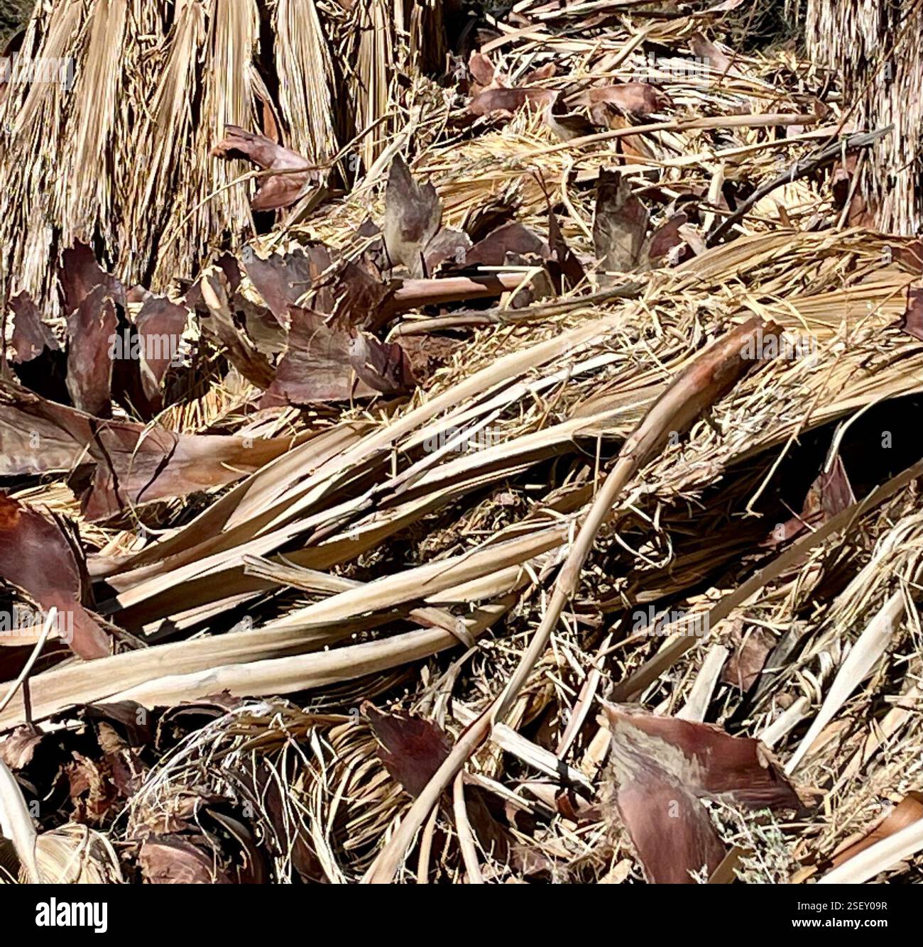California fan palm (Washingtonia filifera), Plantae, Indio Hills Palms ...
