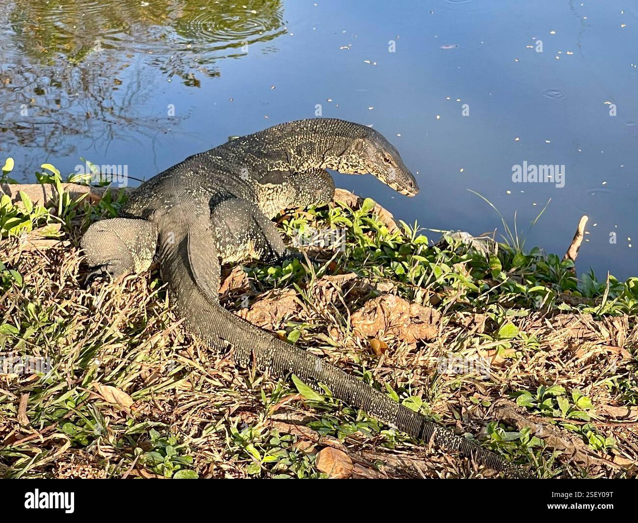 Southeast Asian Water Monitor (Varanus salvator macromaculatus ...