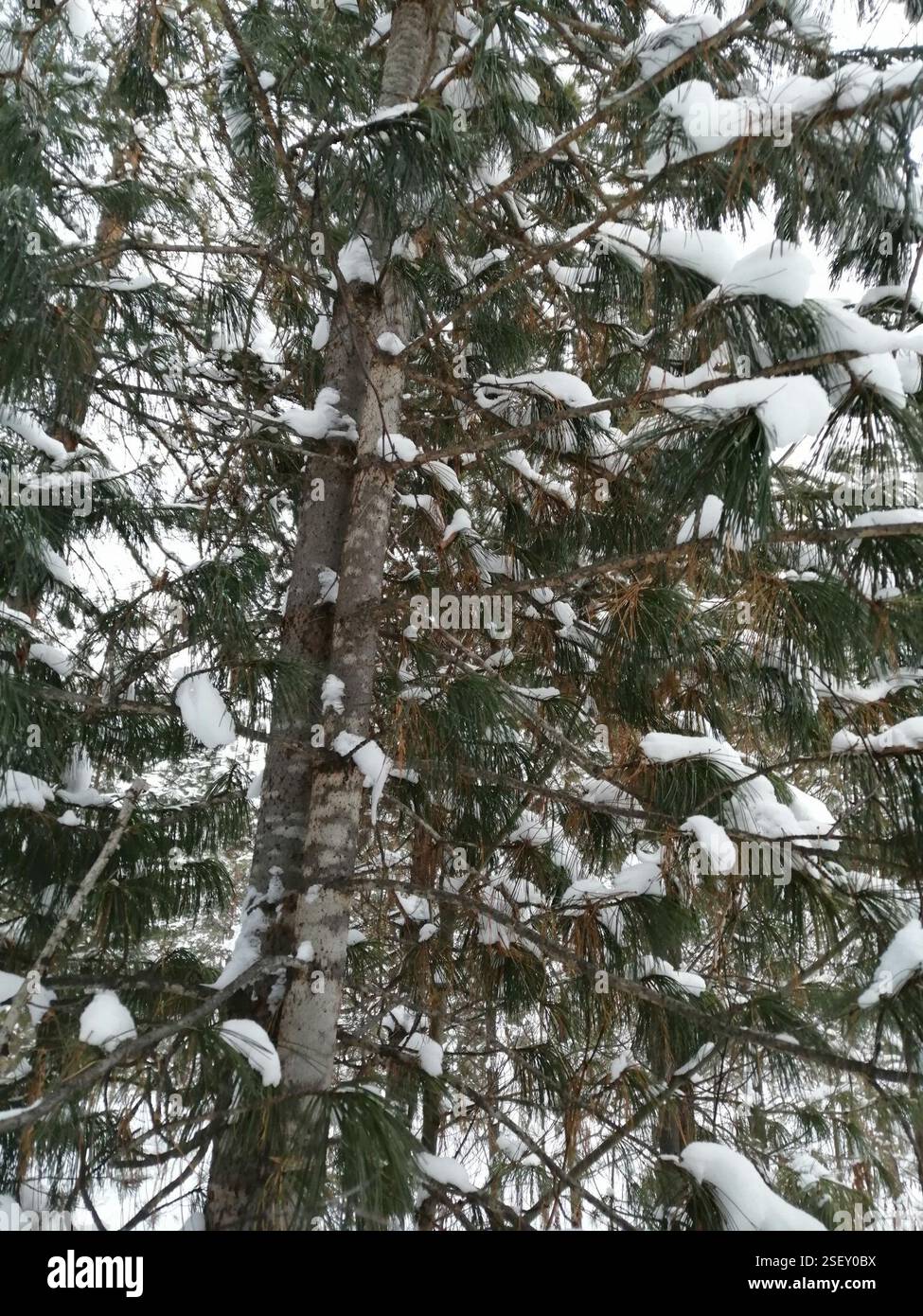 Siberian pine (Pinus sibirica), Plantae, Иркутская обл., Россия, 665490 ...