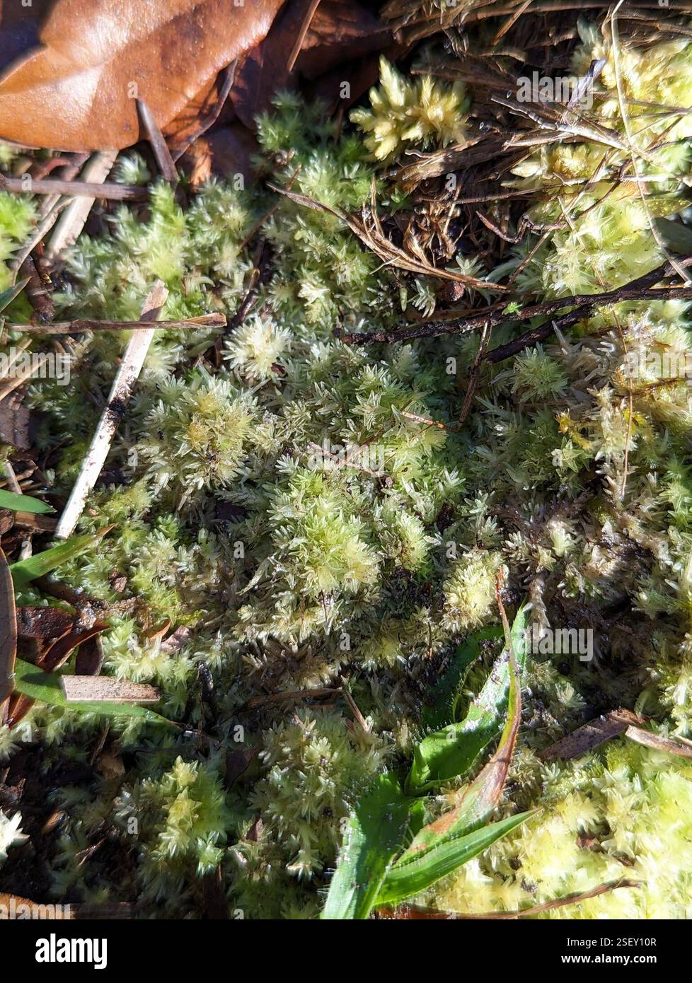 Pale Bog-moss (Sphagnum strictum), Plantae, DeLand, FL 32724, USA Stock ...