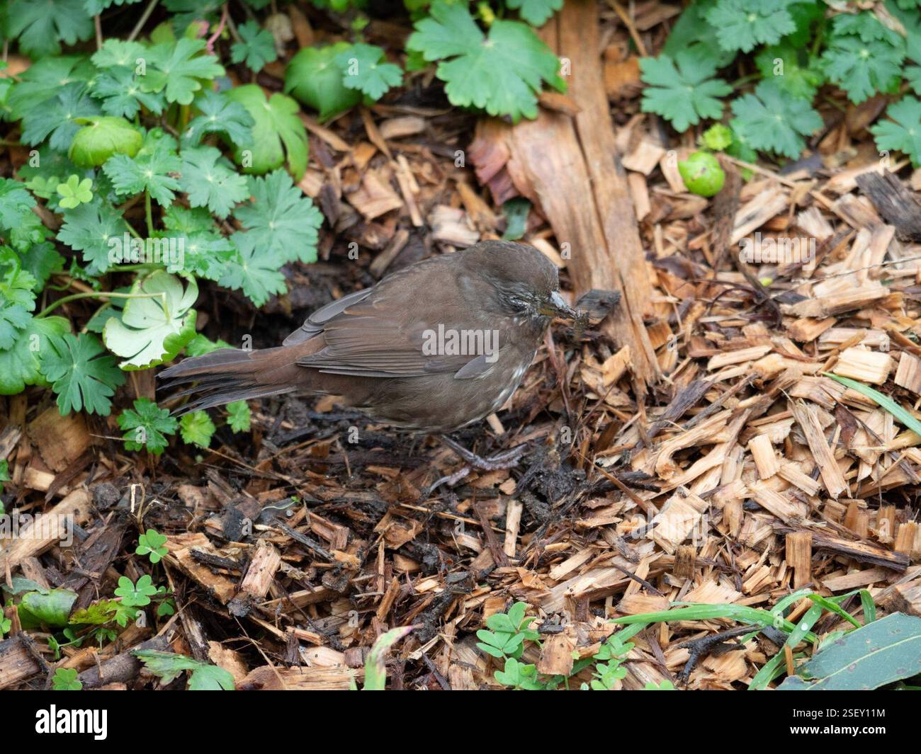 Fox Sparrow (Passerella iliaca), Aves, Bolinas, CA 94924, USA, Does this poor little fella have ...