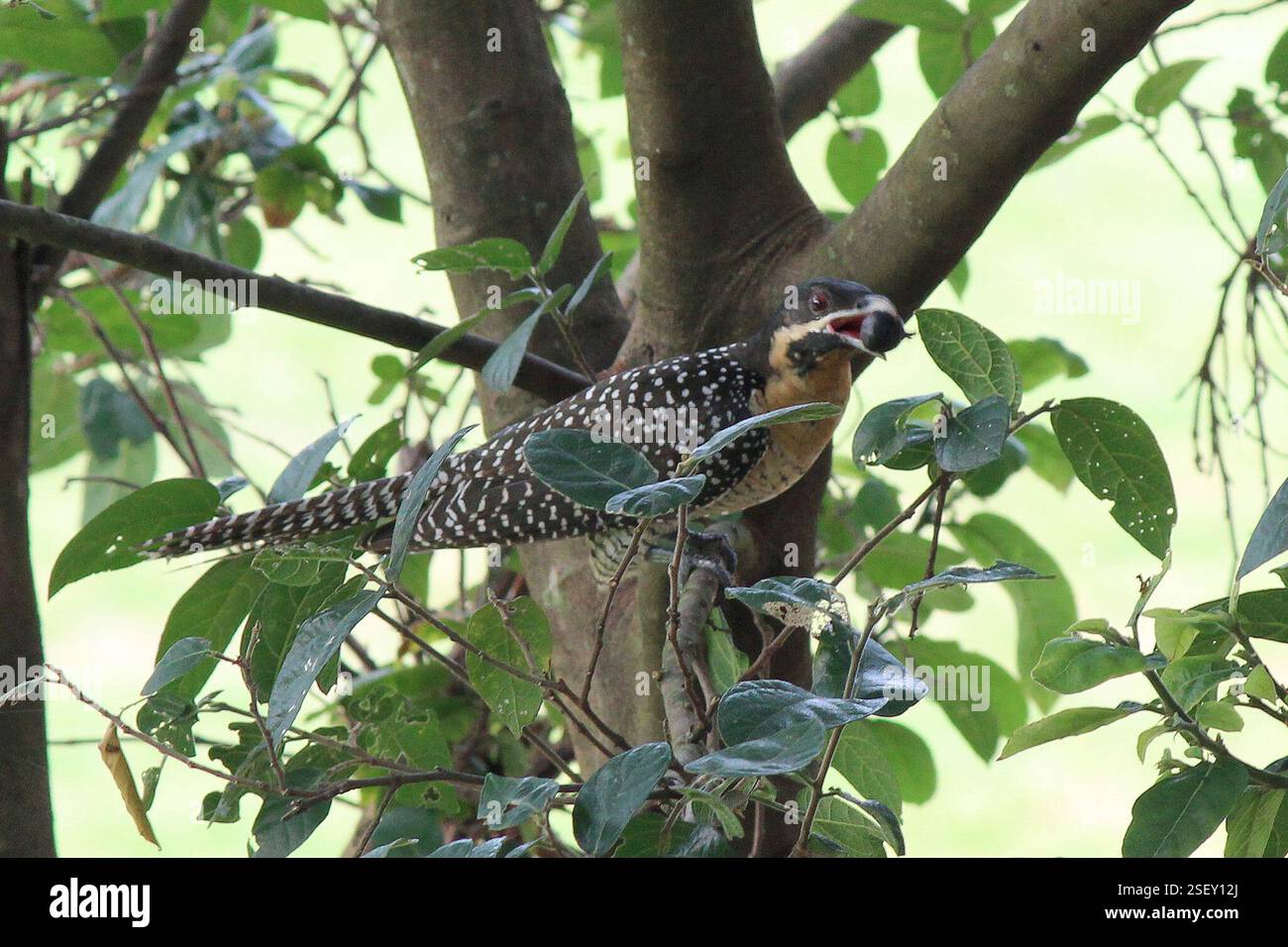Pacific Koel (Eudynamys orientalis), Aves, Fig Tree Pocket QLD 4069 ...