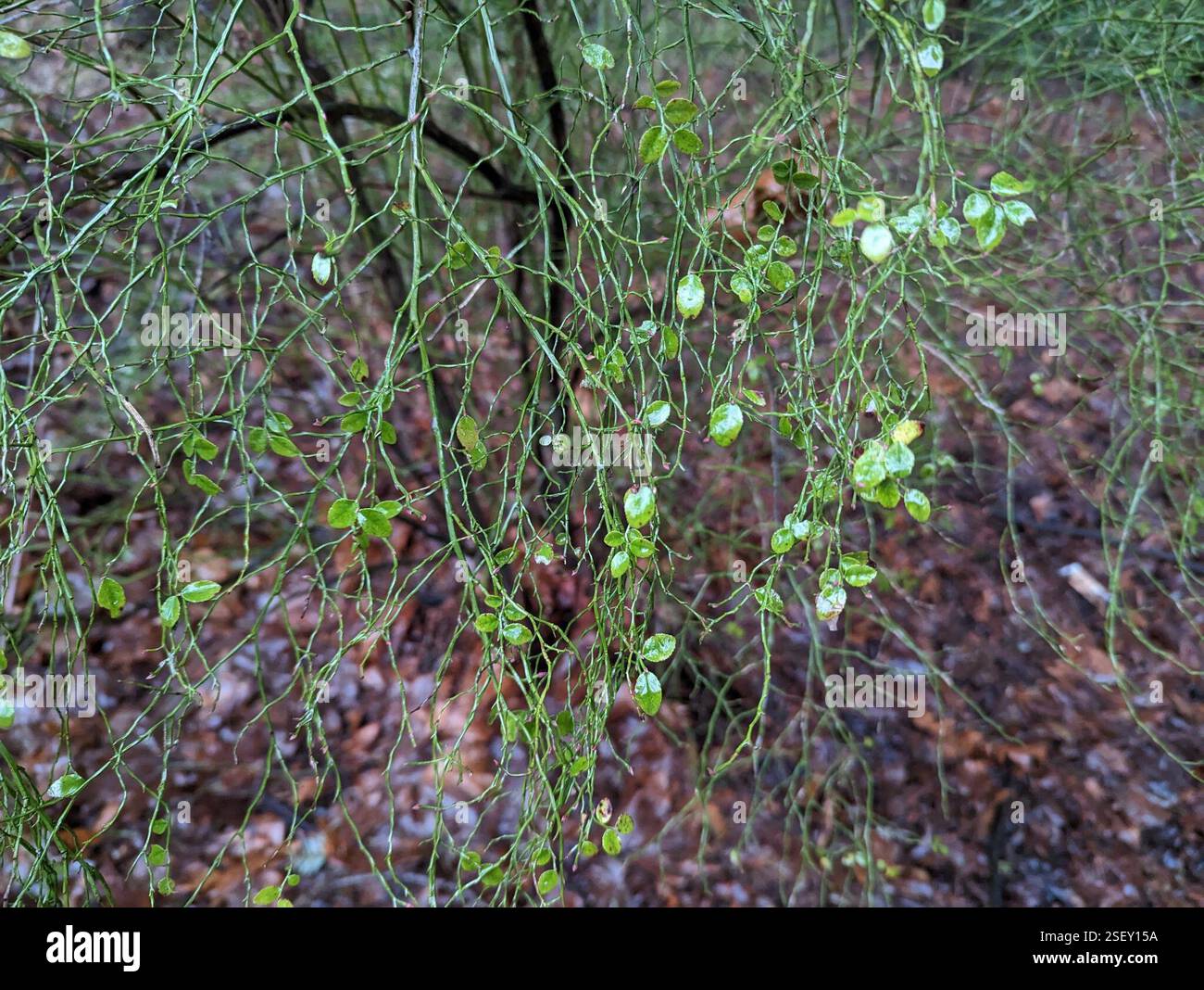 Red Huckleberry (Vaccinium parvifolium), Plantae, Vancouver, BC V6G ...