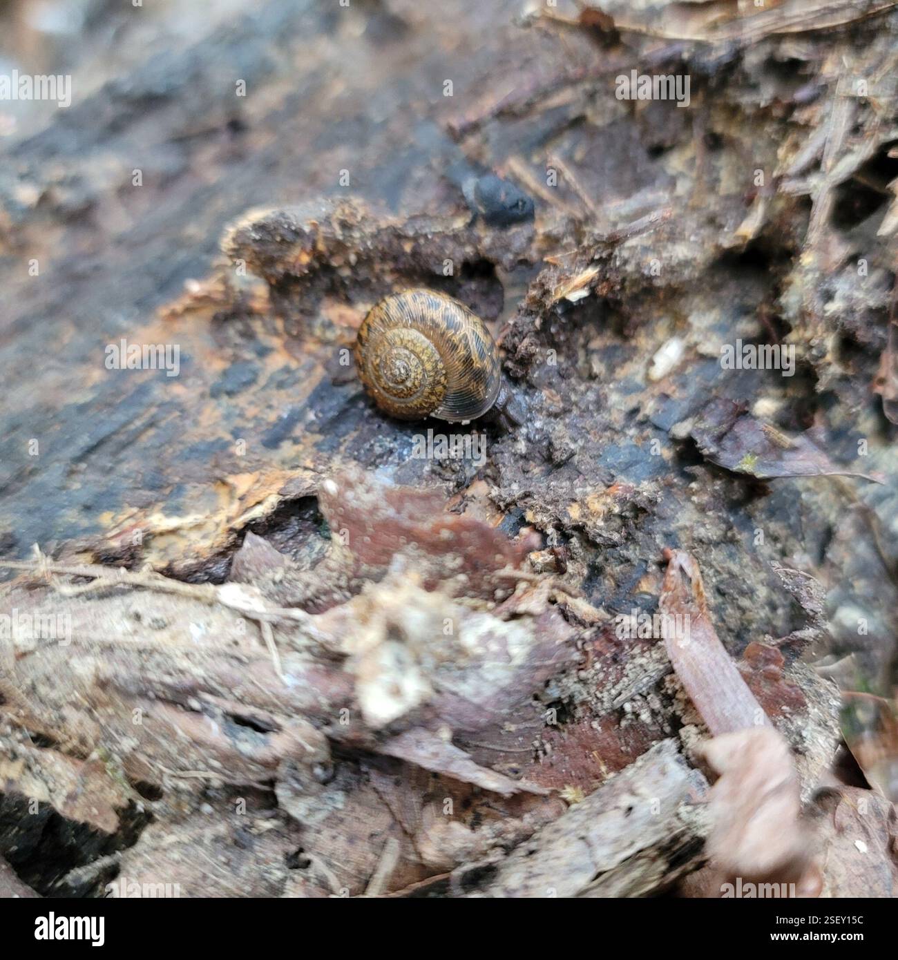 Common Land Snails and Slugs (Stylommatophora), Mollusca, Alabama, US ...