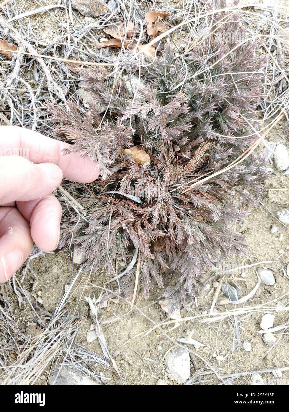creeping juniper (Juniperus horizontalis), Plantae, Fergus County, MT ...