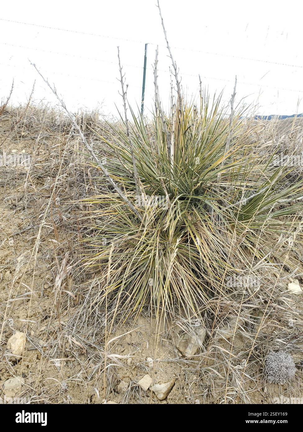Great Plains yucca (Yucca glauca), Plantae, Fergus County, MT, USA ...