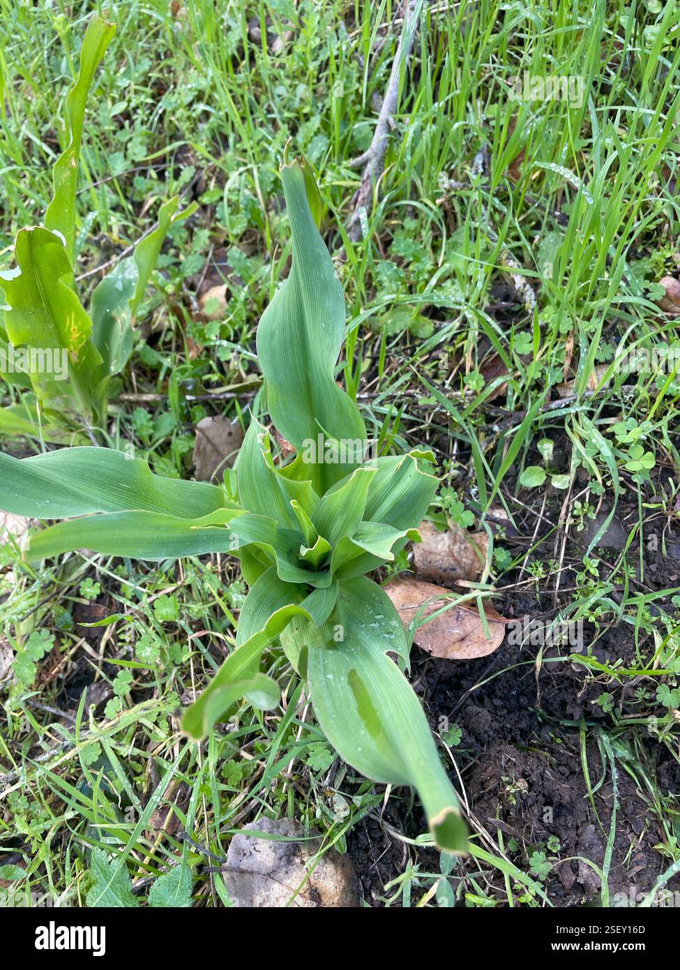 wavy-leafed soap plant (Chlorogalum pomeridianum), Plantae, Santa Clara ...