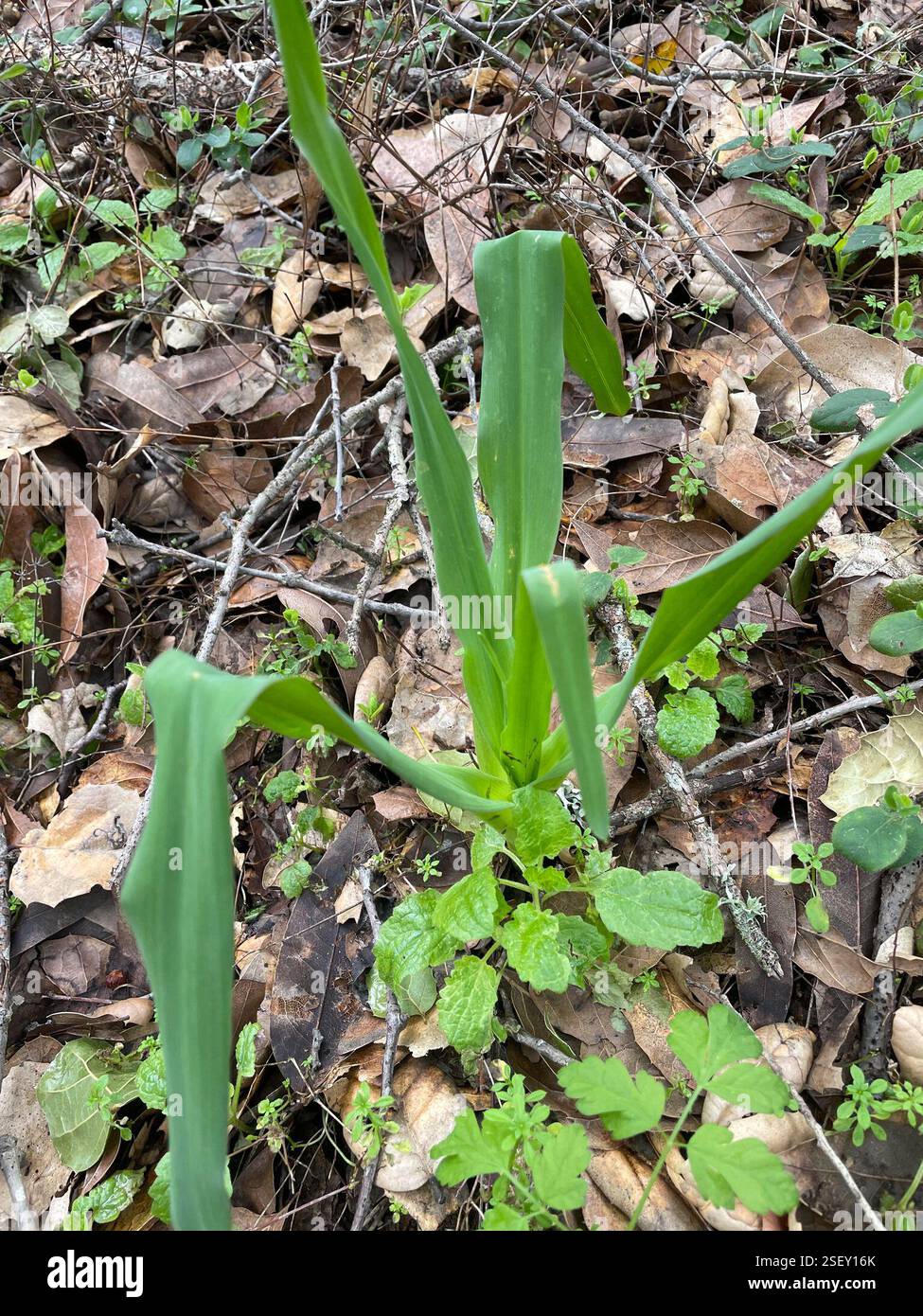 wavy-leafed soap plant (Chlorogalum pomeridianum), Plantae, Santa Clara ...