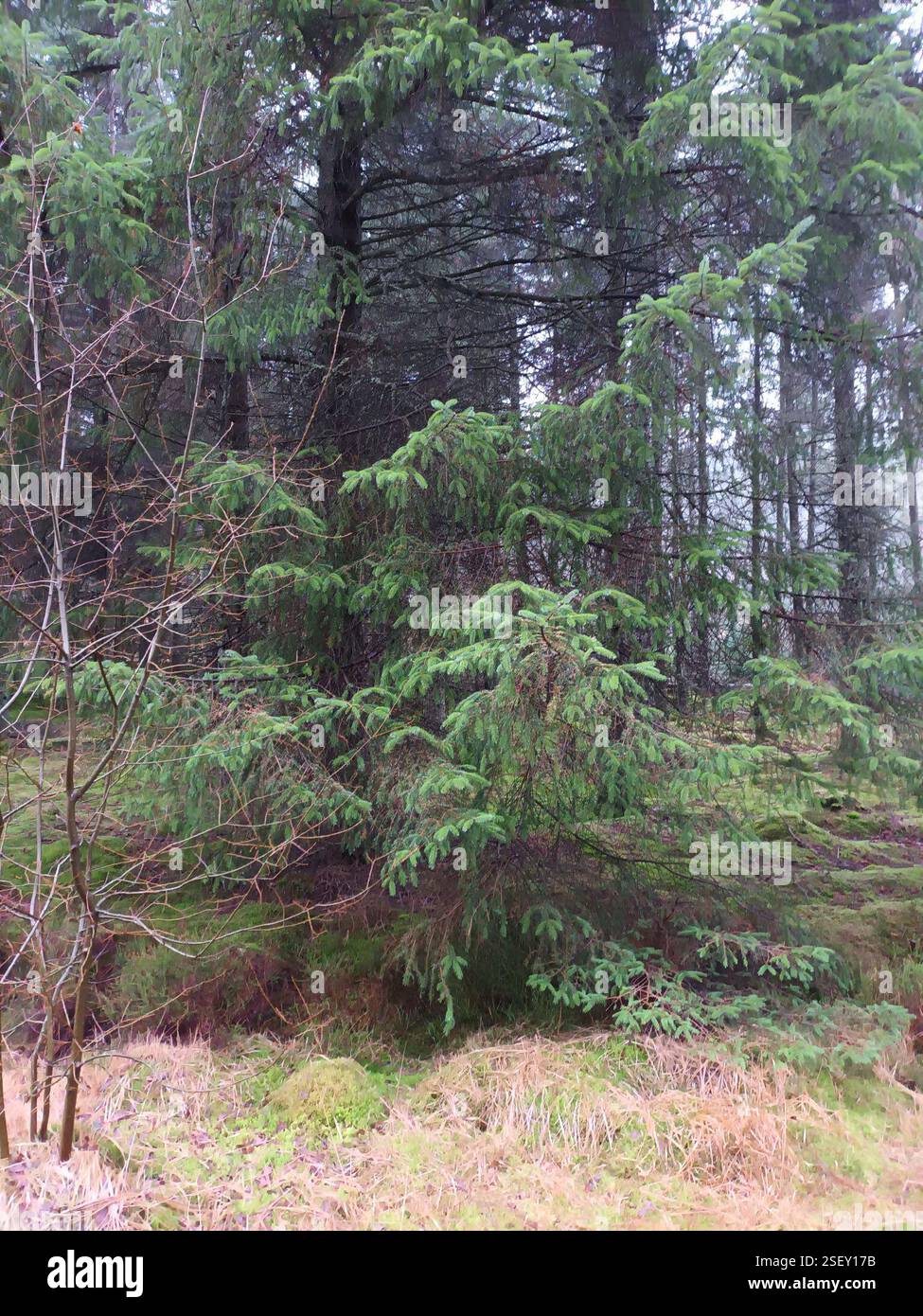 Sitka spruce (Picea sitchensis), Plantae, Northumberland, UK Stock ...