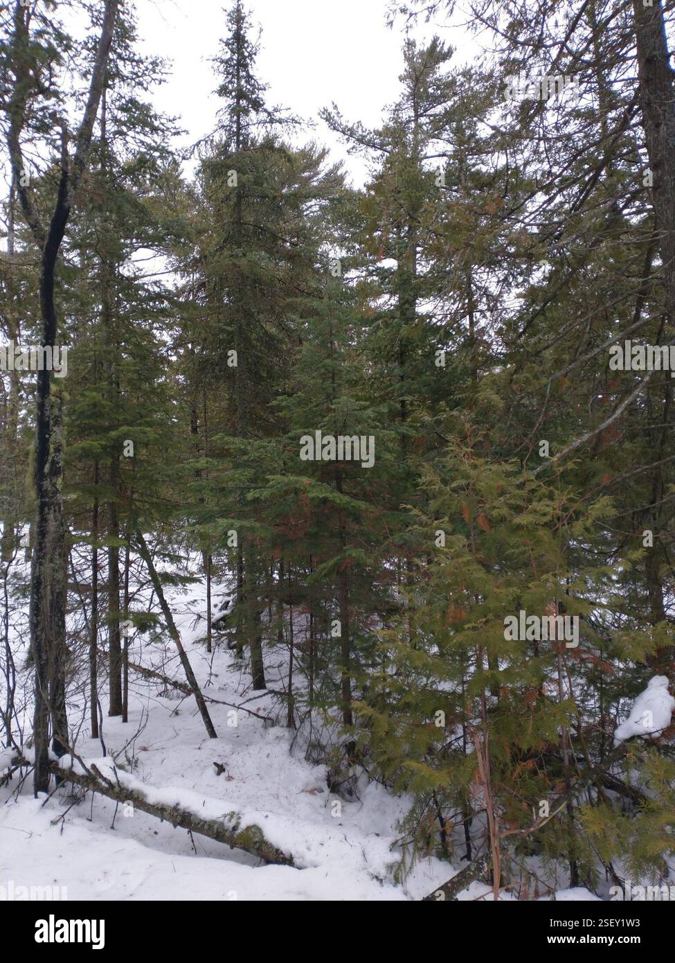 balsam fir (Abies balsamea), Plantae, 14447 State Highway M26, Copper ...
