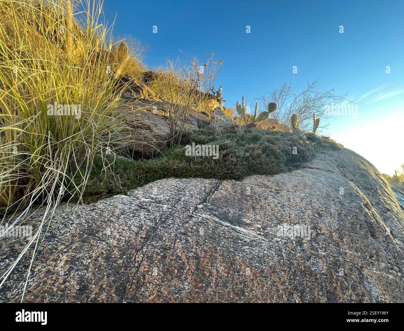 Arizona spikemoss (Selaginella arizonica), Plantae, Coronado National ...