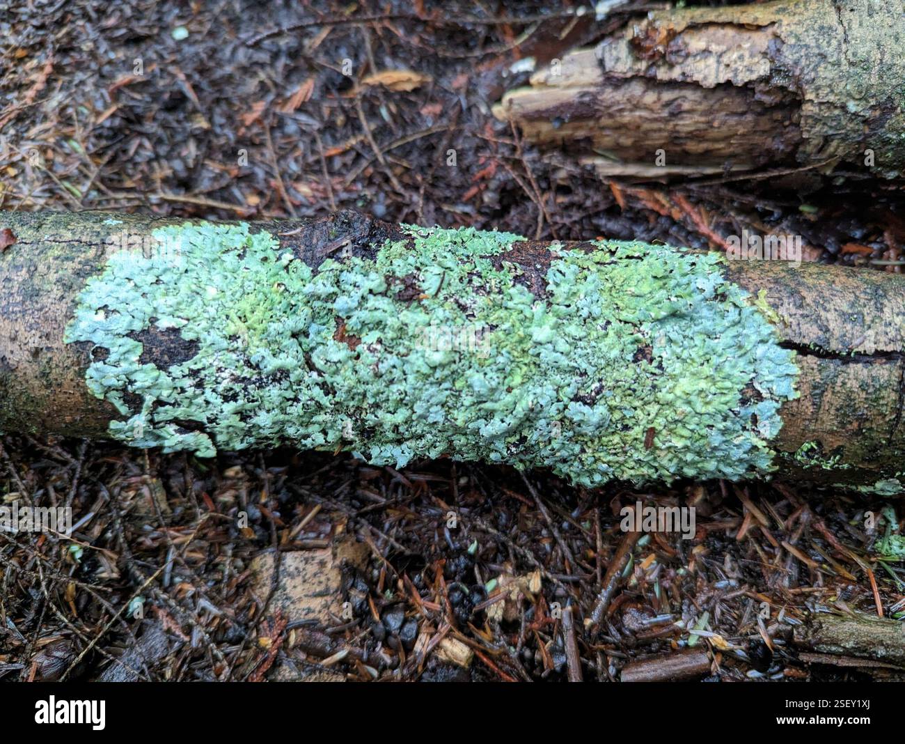 shield lichen (Parmelia sulcata), Fungi, Vancouver, BC V6G, Canada ...