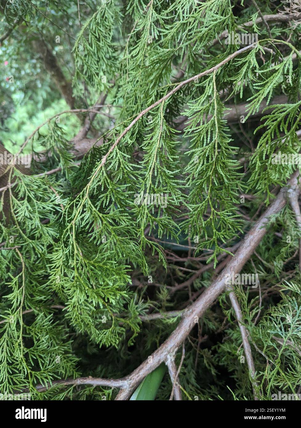 Taiwanese incense-cedar (Calocedrus formosana), Plantae, Taiwan Stock ...
