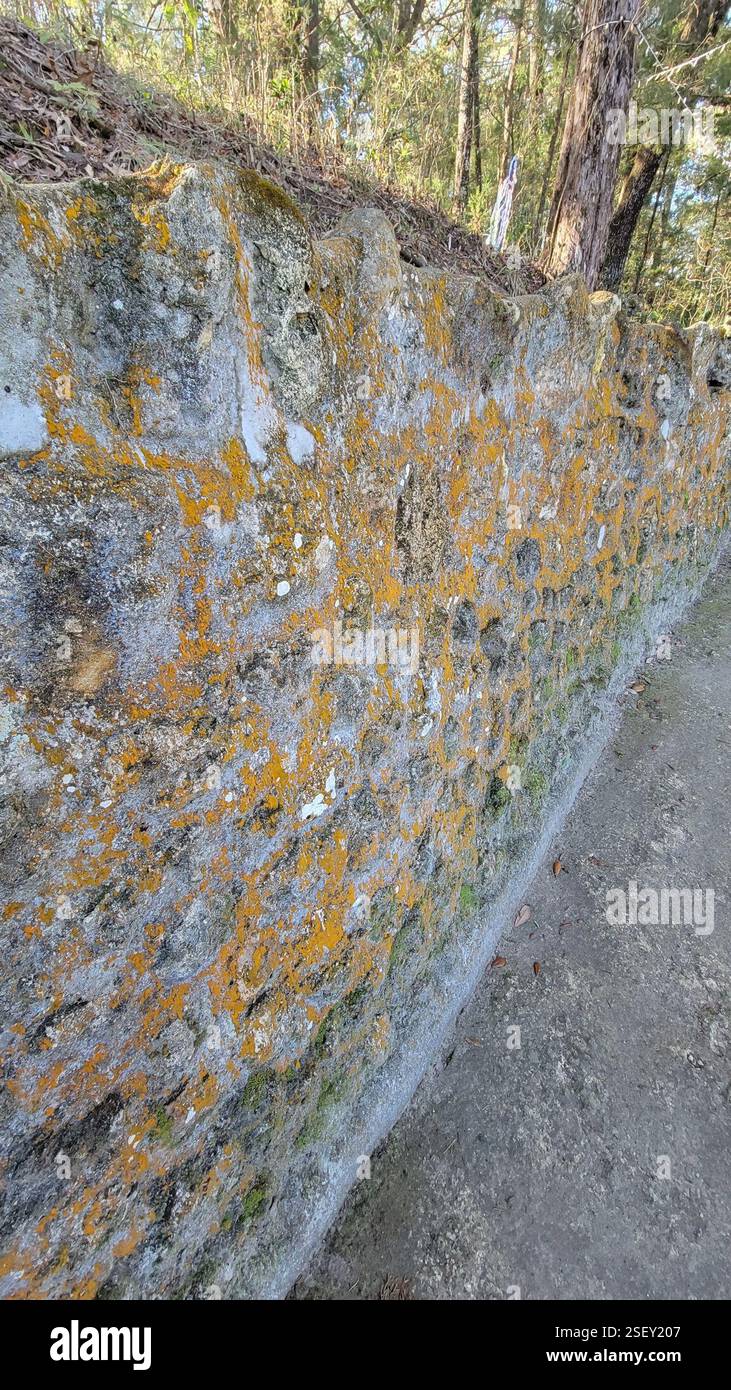 (Trentepohlia), Plantae, Williston, FL 32696, USA, Growing on rock wall ...
