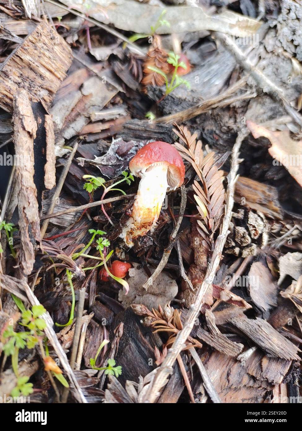 Chip Cherries (Leratiomyces ceres), Fungi, Moffitt Library: University ...