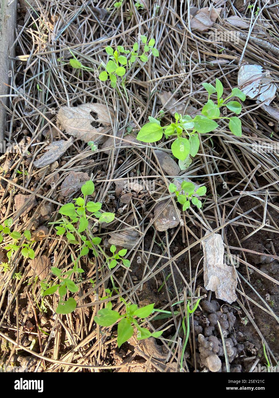 nettle family (Urticaceae), Plantae, Los Angeles County, US-CA, US ...