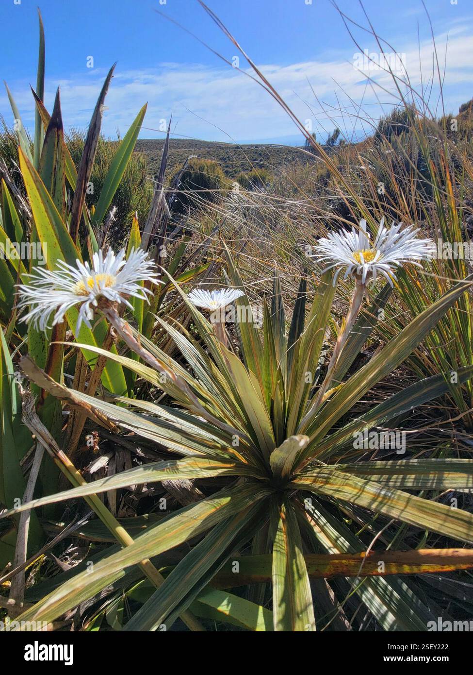 Fiordland Mountain Daisy (Celmisia coriacea), Plantae, Bald Hill, New ...
