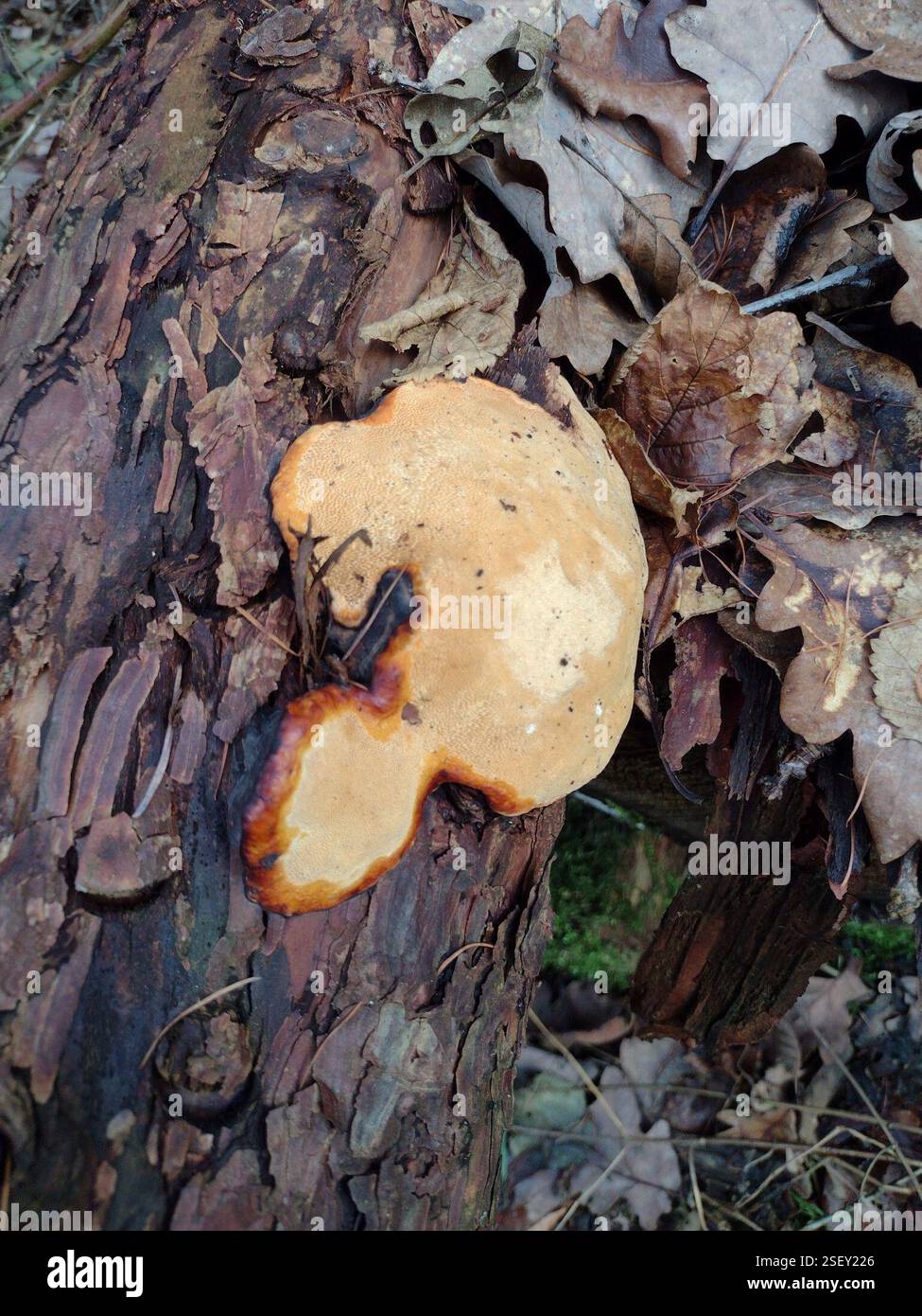 Red-banded Polypore (Fomitopsis pinicola), Fungi, 81-578 Gdynia, Polska ...