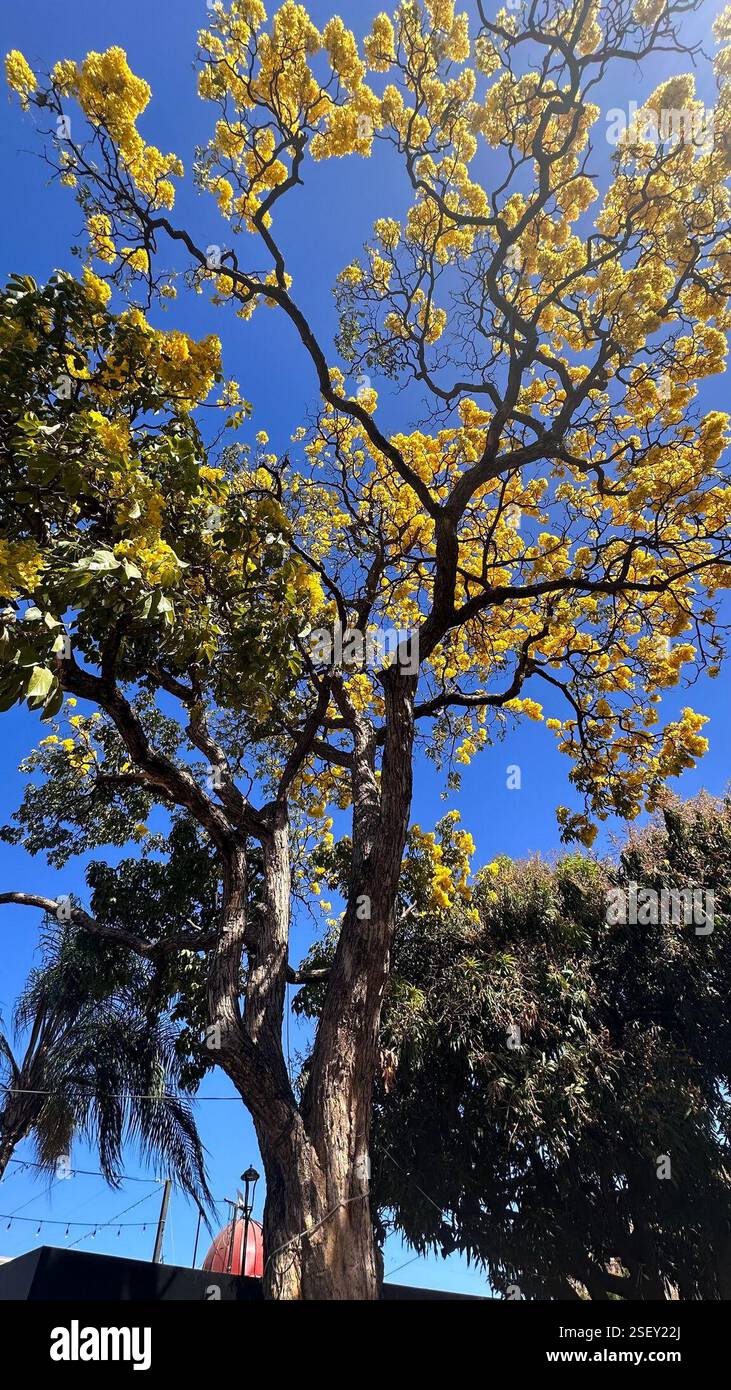 Golden Trumpet-tree (Handroanthus chrysanthus), Plantae, Plaza ...