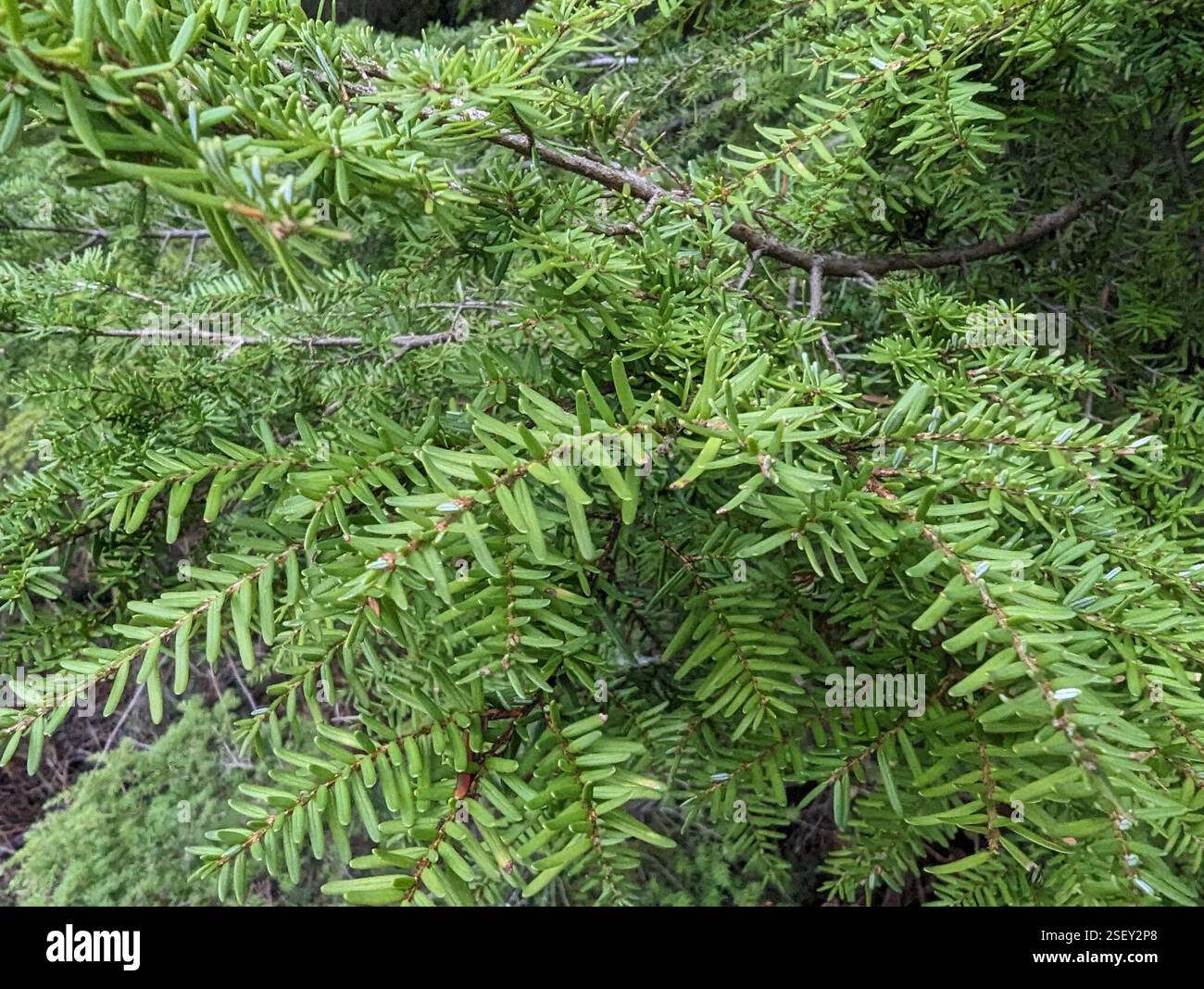 western hemlock (Tsuga heterophylla), Plantae, Vancouver, BC V6G ...