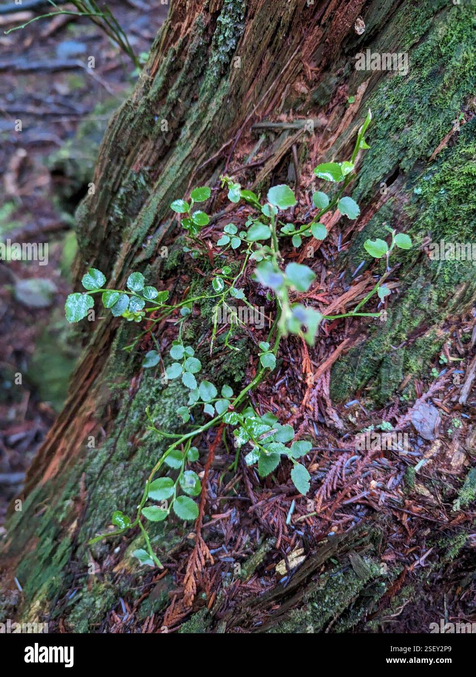 Red Huckleberry (Vaccinium parvifolium), Plantae, Vancouver, BC V6G ...