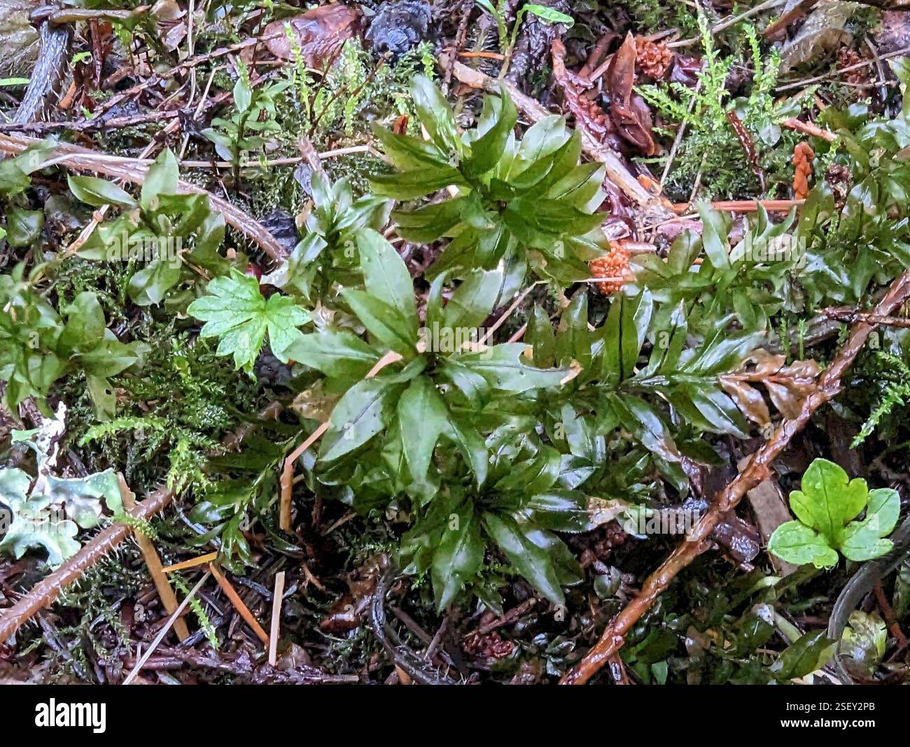 Badge Moss (Plagiomnium insigne), Plantae, Vancouver, BC V6G, Canada ...