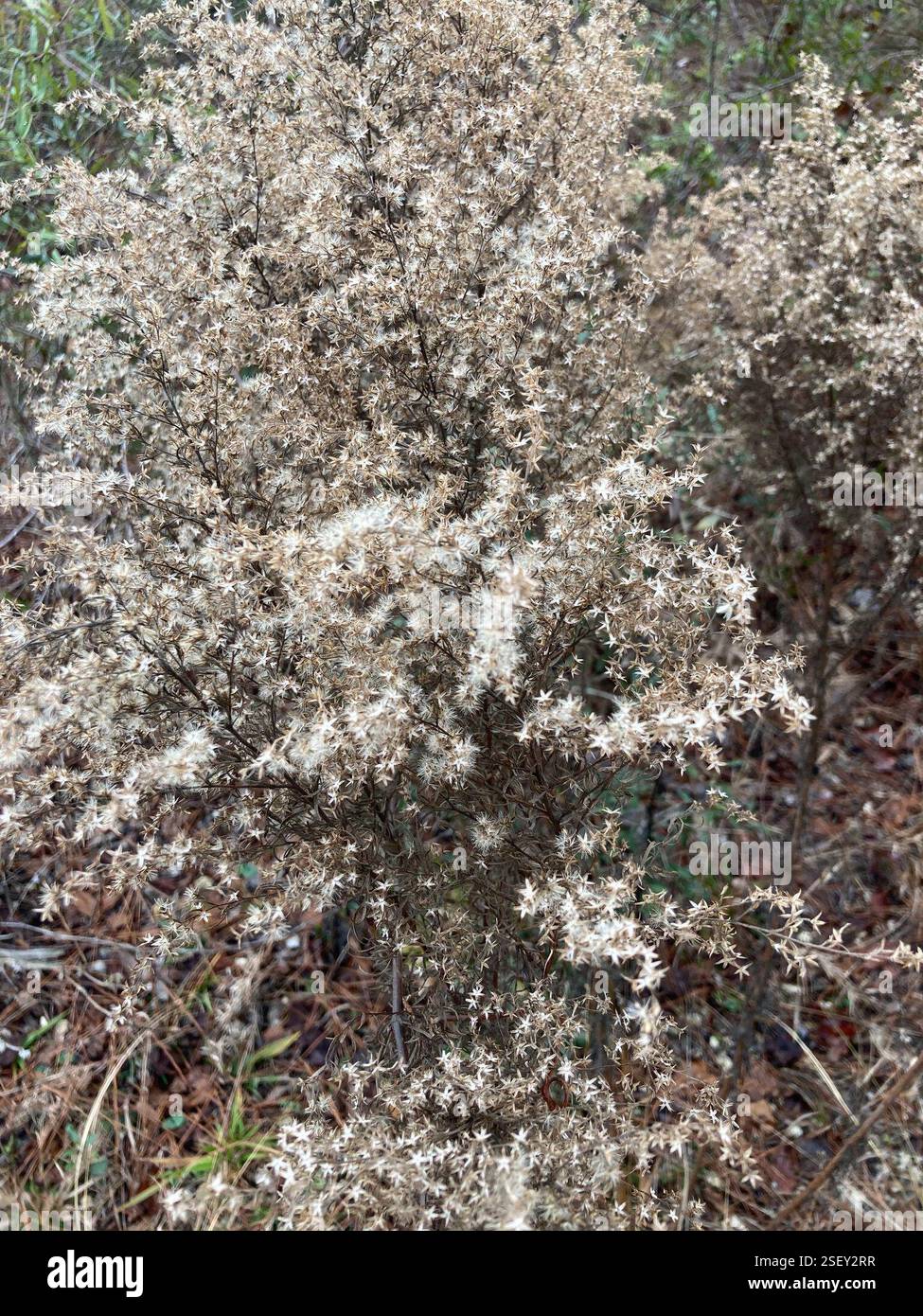 Coastal Dog Fennel (Eupatorium compositifolium), Plantae, Apalachicola ...