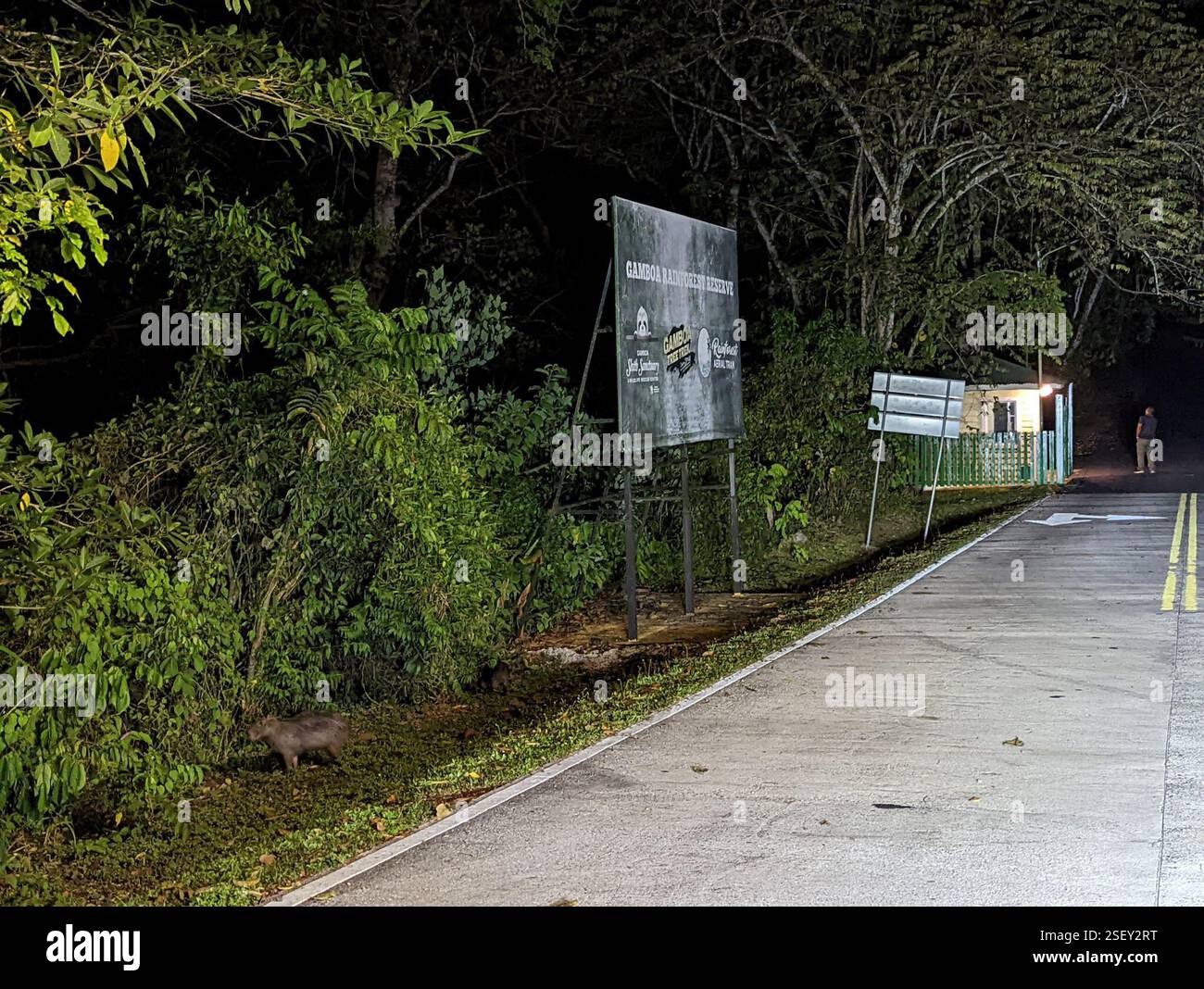 Lesser Capybara (Hydrochoerus isthmius), Mammalia, Gamboa, Panama Stock ...