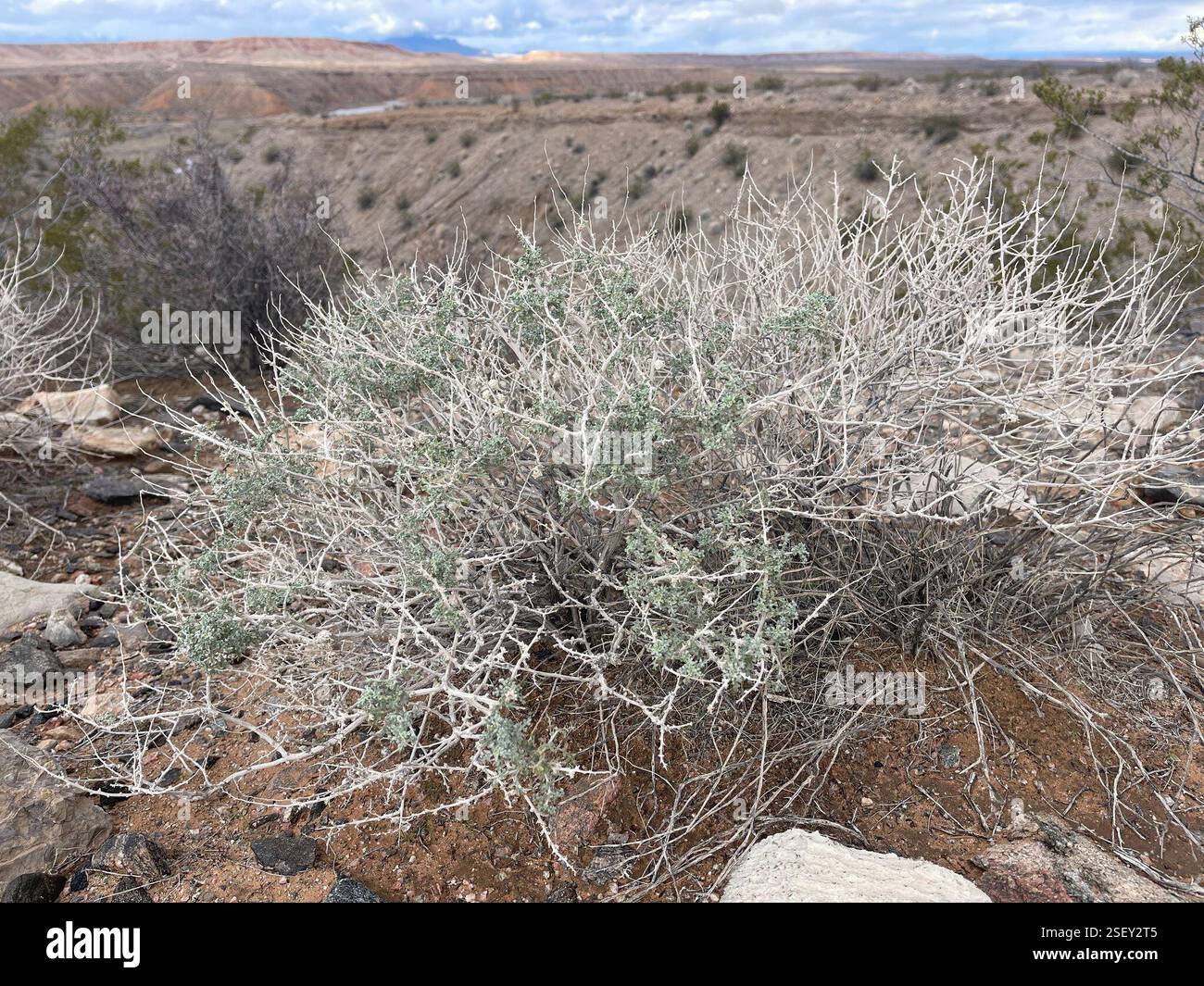 Burrobush (Ambrosia dumosa), Plantae, Logandale, NV, US Stock Photo - Alamy