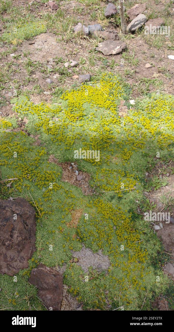 Cushion Bolax (Azorella trifurcata), Plantae, Malargüe, Mendoza ...