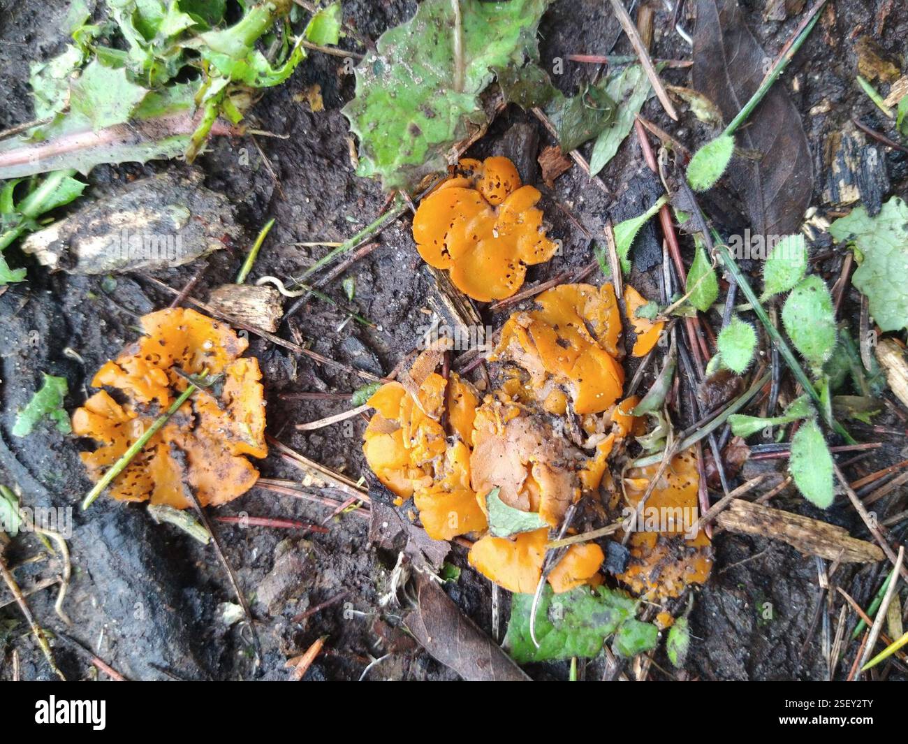 orange peel fungus (Aleuria aurantia), Fungi, California State ...
