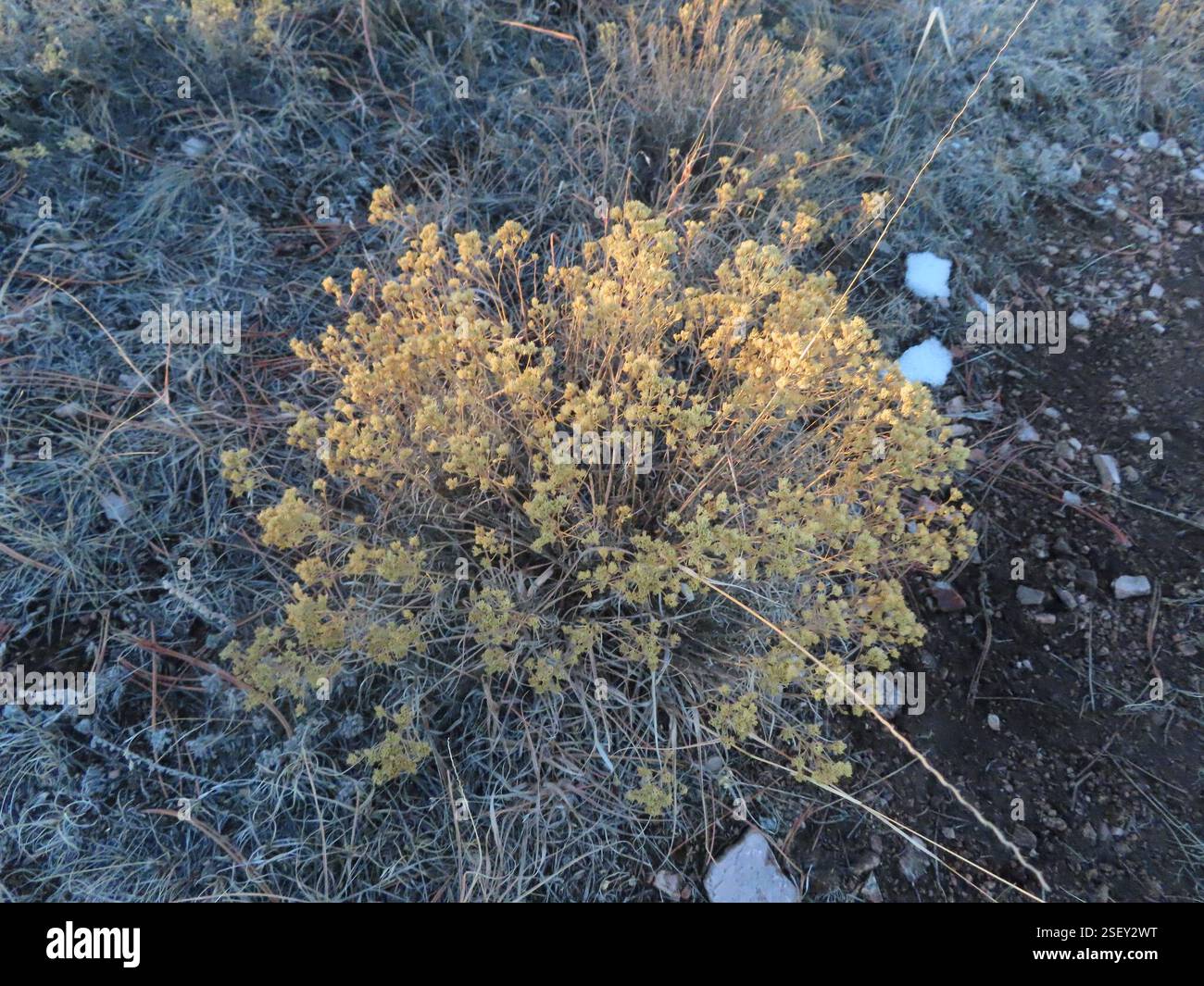Broom Snakeweed (Gutierrezia sarothrae), Plantae, Wind Cave National ...