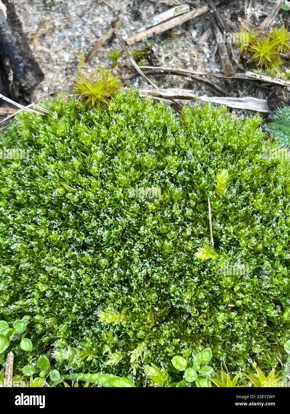 Capillary Thread-moss (Ptychostomum capillare), Plantae, Amsterdamse ...
