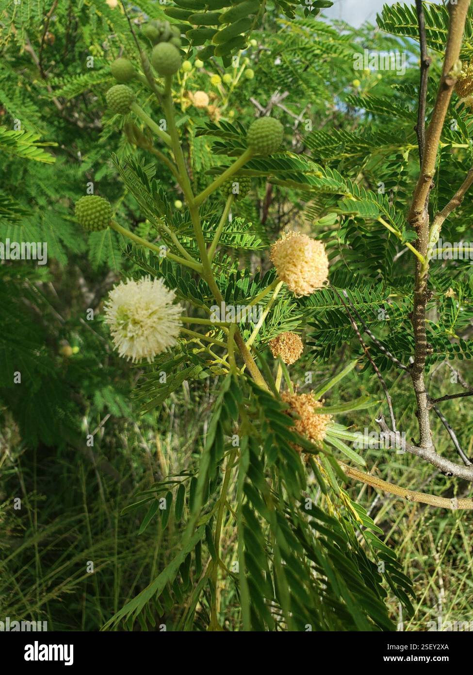 White leadtree (Leucaena leucocephala), Plantae, Honolulu, HI 96825 ...