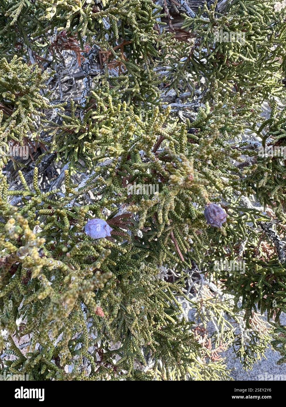 California juniper (Juniperus californica), Plantae, Riverside County ...