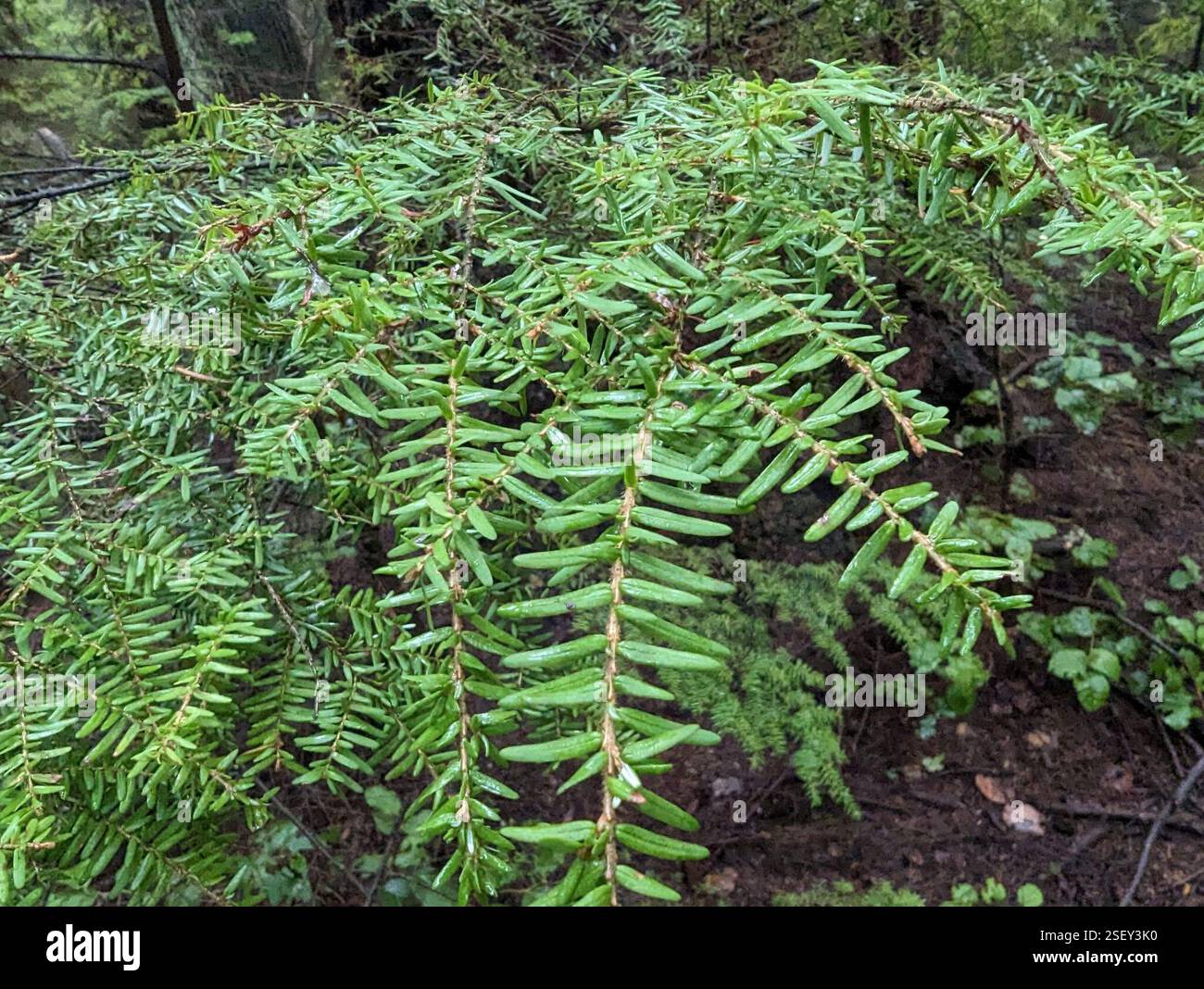 western hemlock (Tsuga heterophylla), Plantae, Vancouver, BC V6G ...