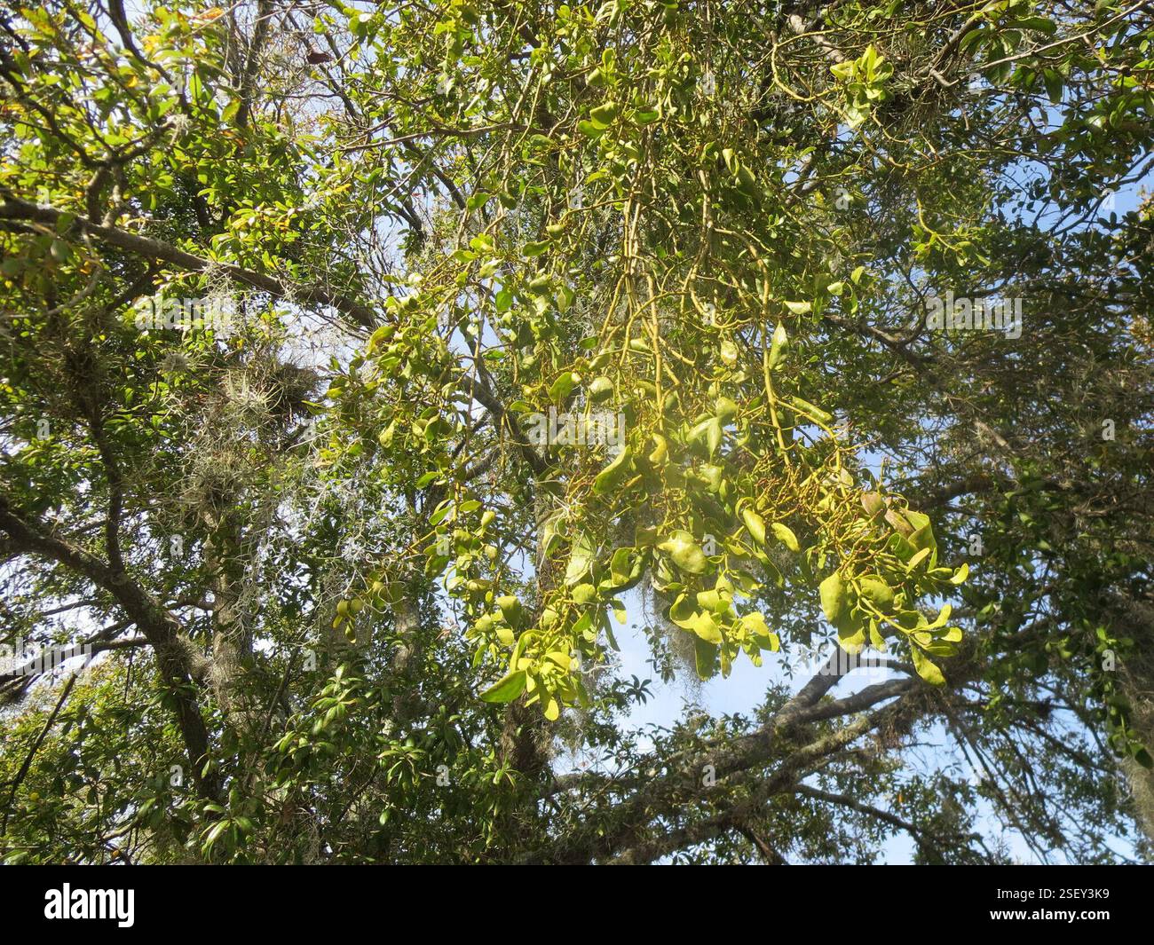 American Mistletoe (Phoradendron leucarpum), Plantae, Wilshire Estates ...