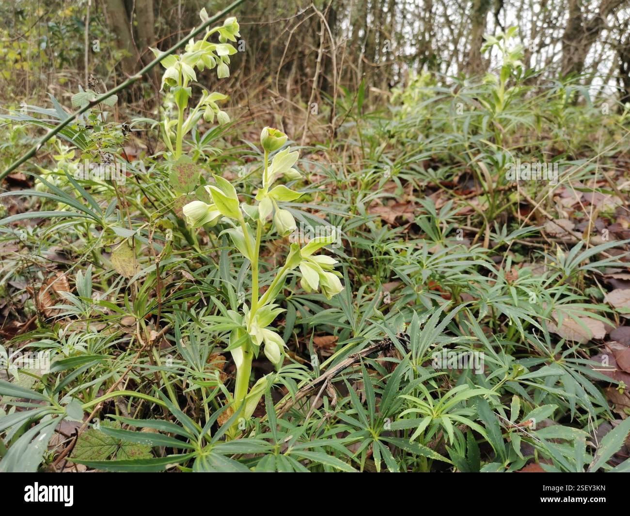 Stinking hellebore (Helleborus foetidus), Plantae, Bulbourne, Tring ...