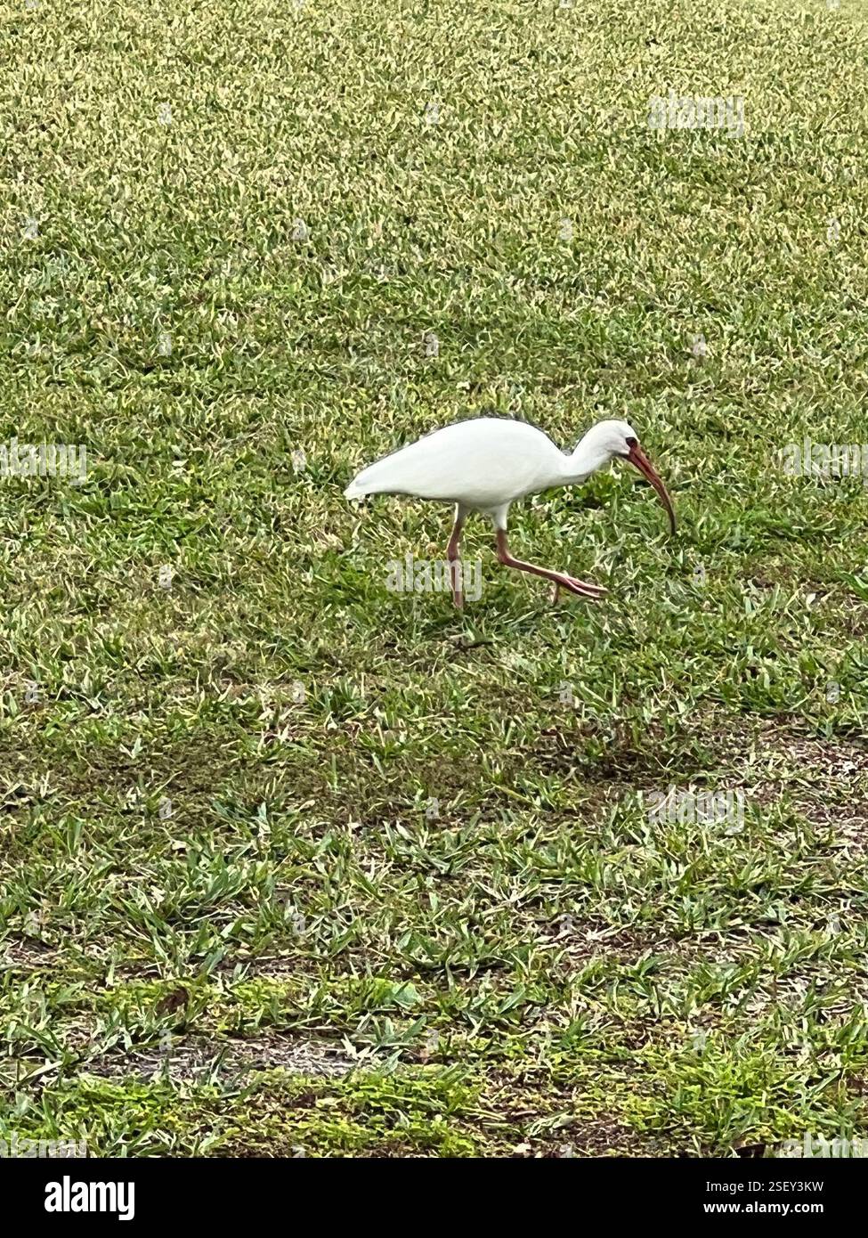 White Ibis (Eudocimus albus), Aves, Robert Trent Jones Pkwy, Trinity ...
