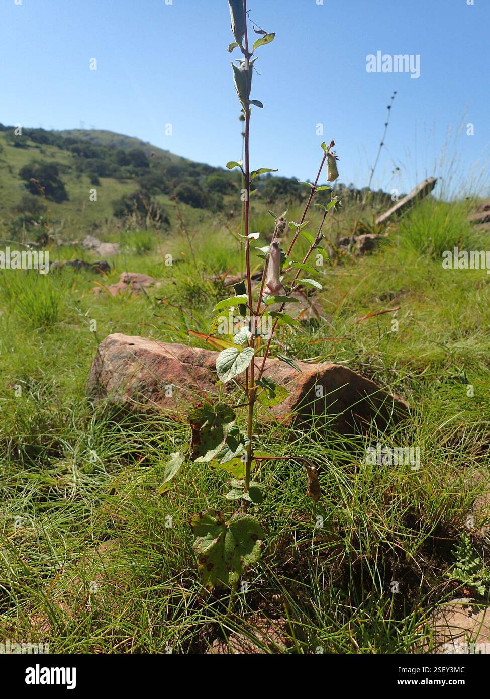 South African foxglove (Ceratotheca triloba), Plantae, uMgungundlovu ...