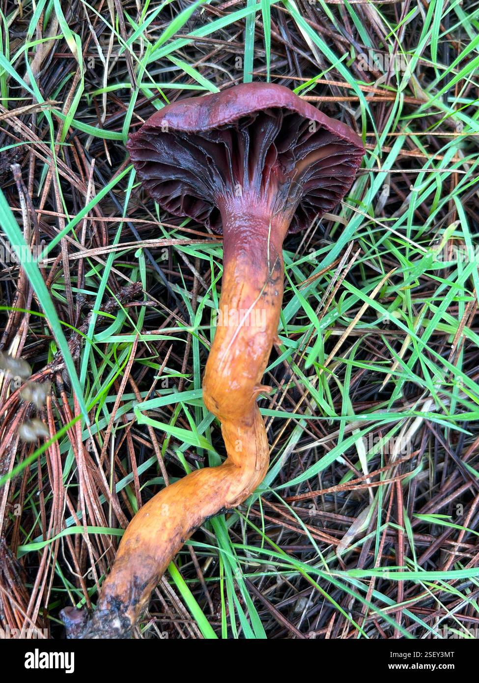 Pine Spikes (Chroogomphus vinicolor), Fungi, Highland Dr, Los Osos, CA ...