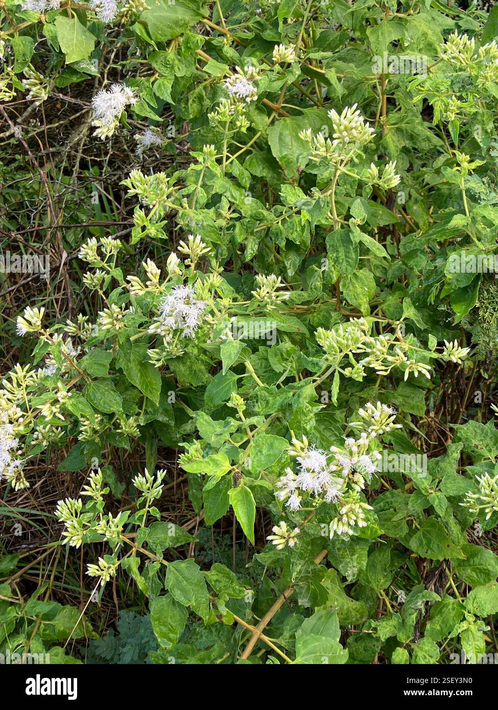 Siam weed (Chromolaena odorata), Plantae, Saint Peter, MS Stock Photo ...
