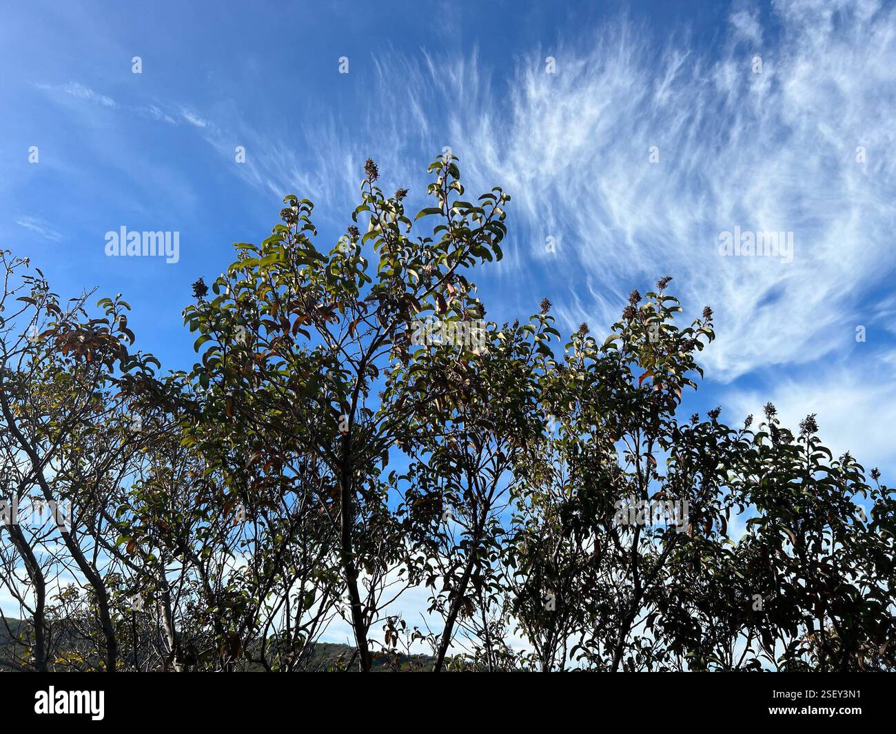 laurel sumac (Malosma laurina), Plantae, Riverside County, CA, USA ...