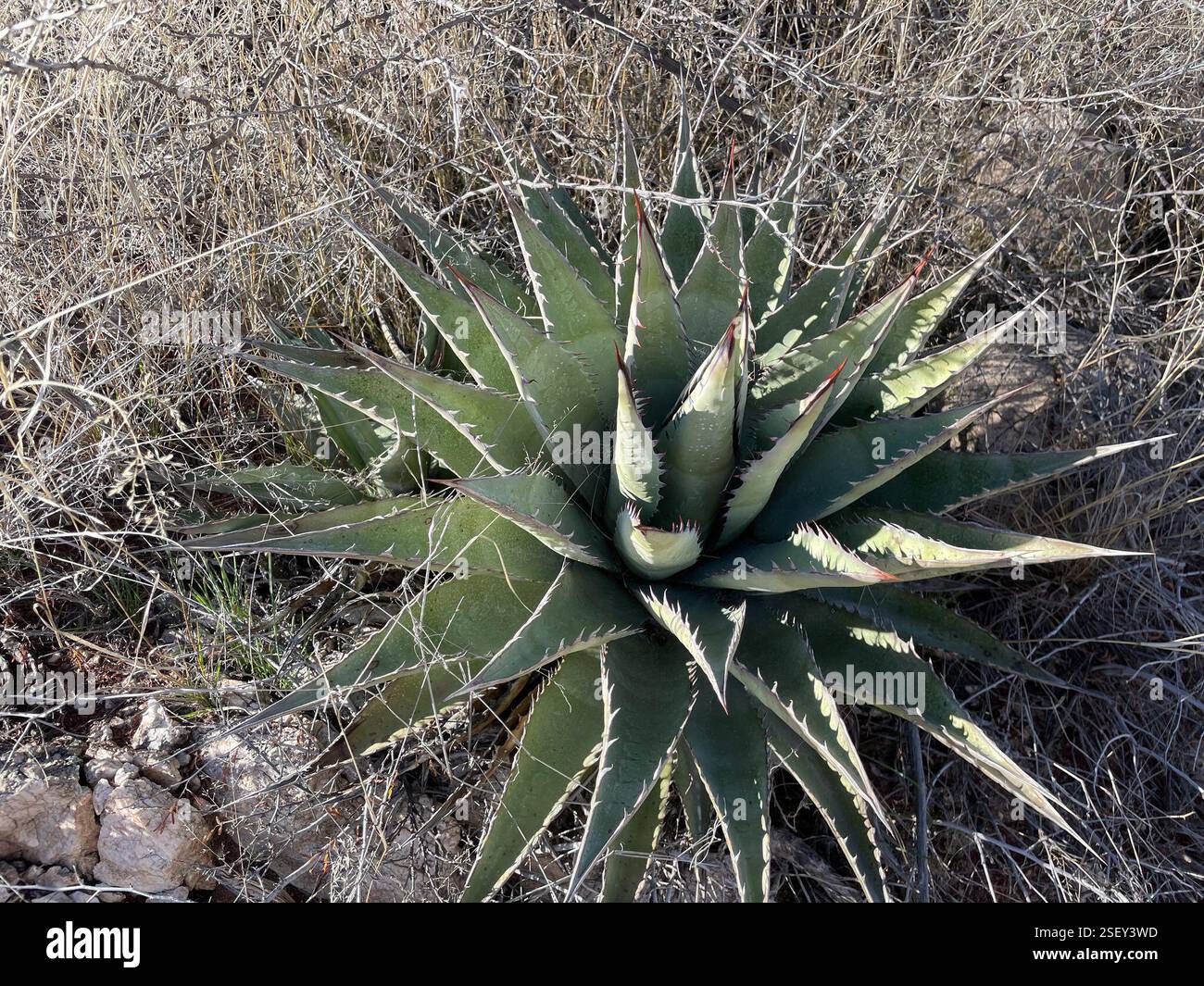 century plants (Agave), Plantae, Coronado National Forest, Tucson, AZ ...