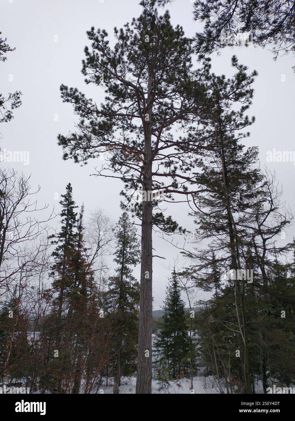 red pine (Pinus resinosa), Plantae, F4F5+WP Hunter's Point Park, Copper ...