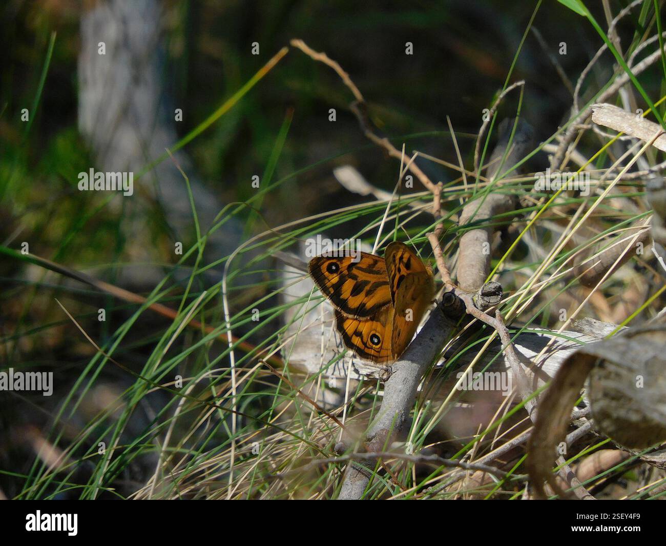 Common Brown (Heteronympha merope), Insecta, Hobart TAS, Australia ...